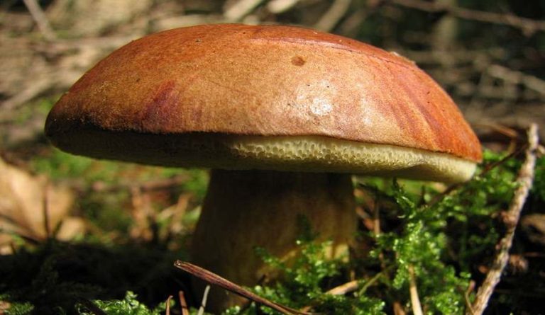 Mycologist fungi play a very important role in the ecosystem - Samurai Mag